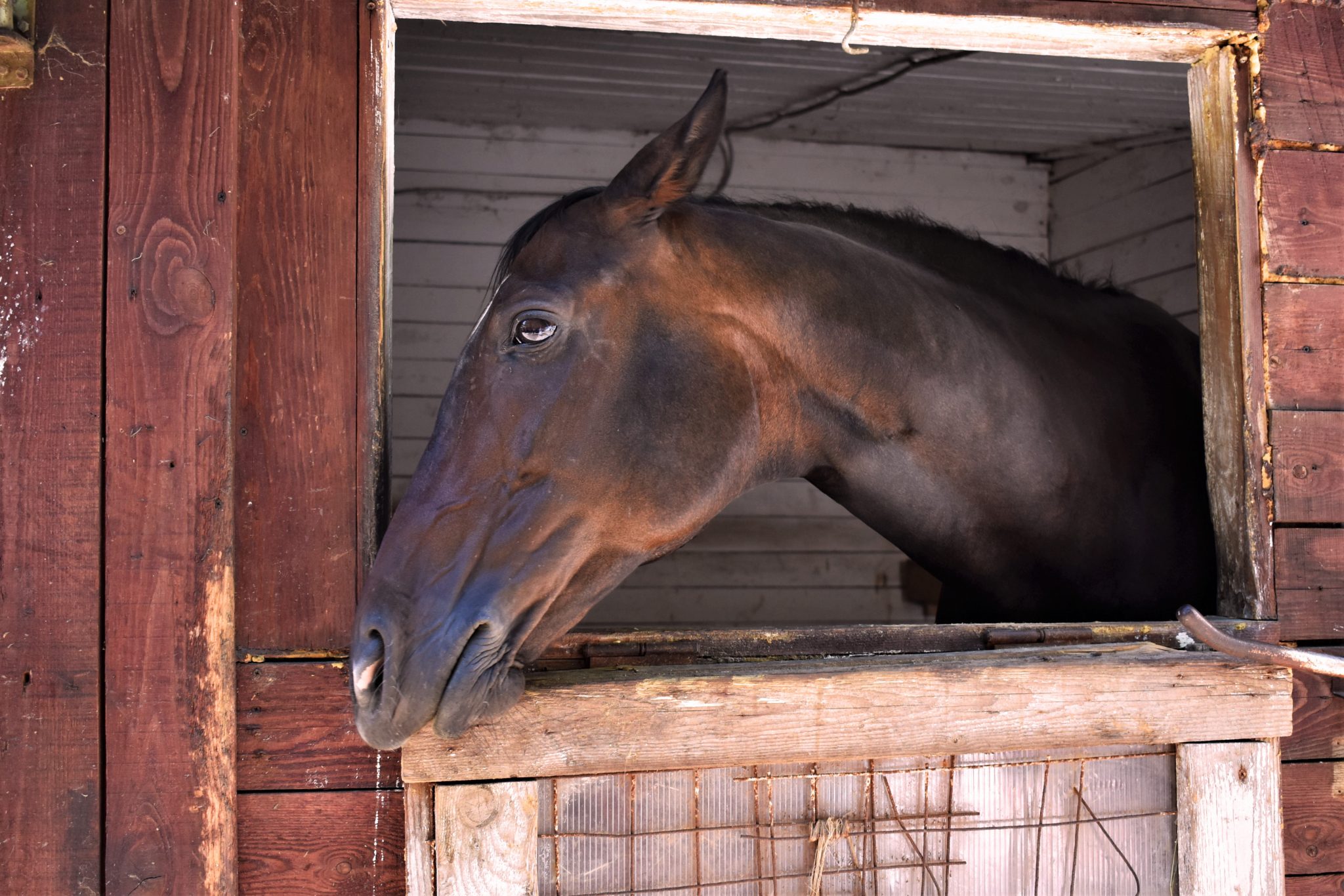 angry_stable_horse - Horsepower